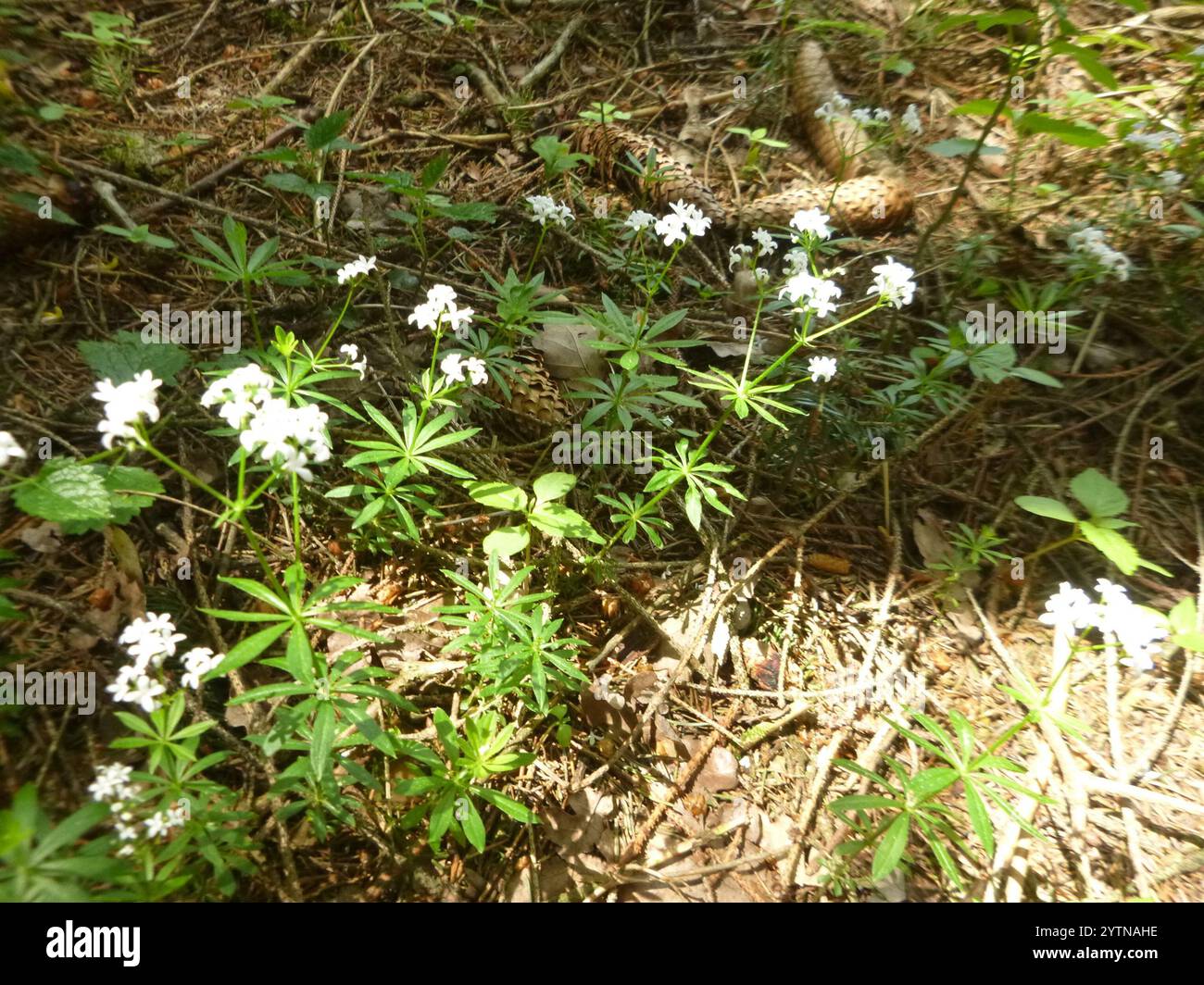 Sweet Woodruff (Galium odoratum Stock Photo - Alamy