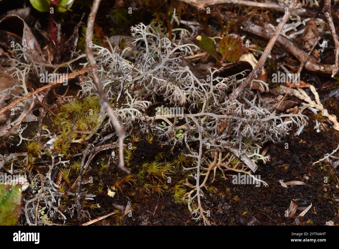 gray reindeer lichen (Cladonia rangiferina Stock Photo - Alamy