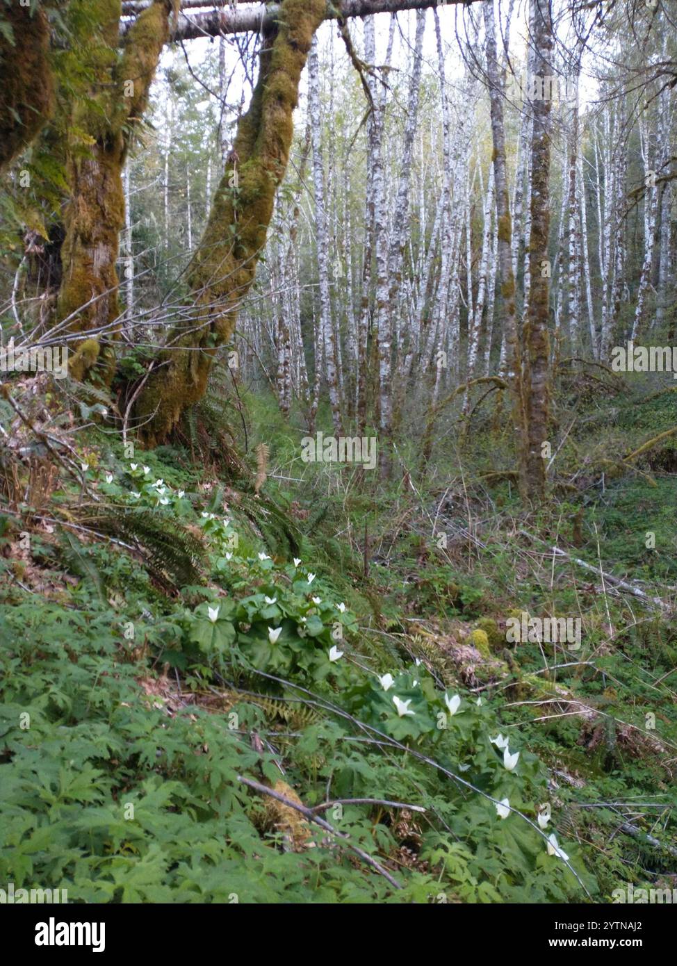 Red Alder (Alnus rubra Stock Photo - Alamy