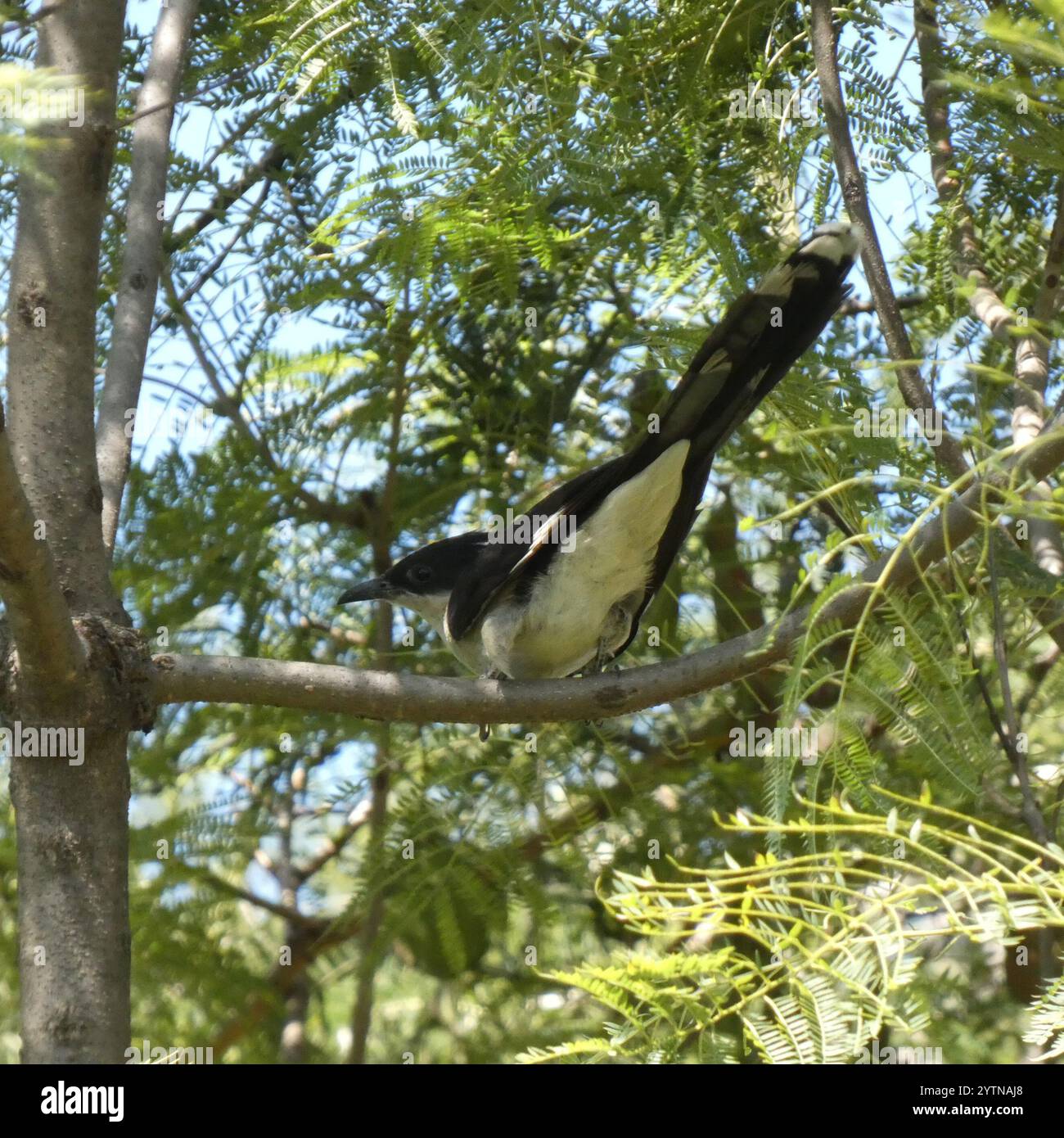 Pied Cuckoo (Clamator jacobinus Stock Photo - Alamy