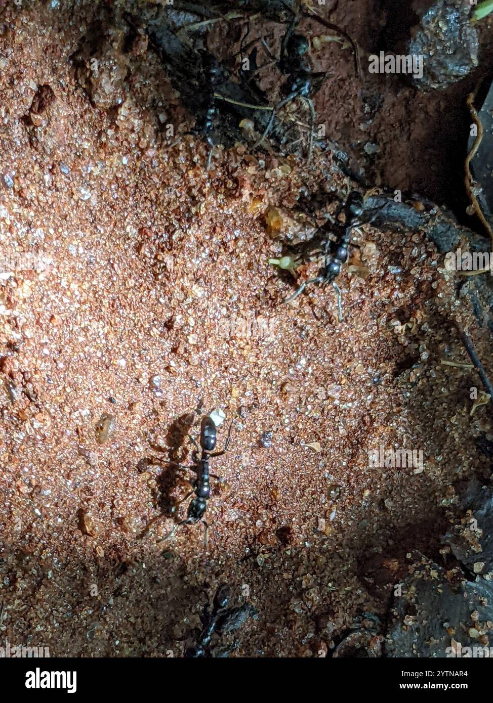 Megaponera analis hi-res stock photography and images - Alamy