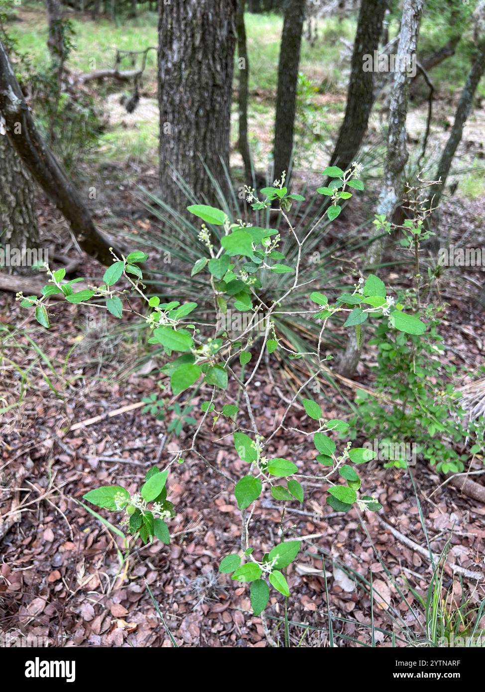 Stretchberry (Forestiera pubescens Stock Photo - Alamy