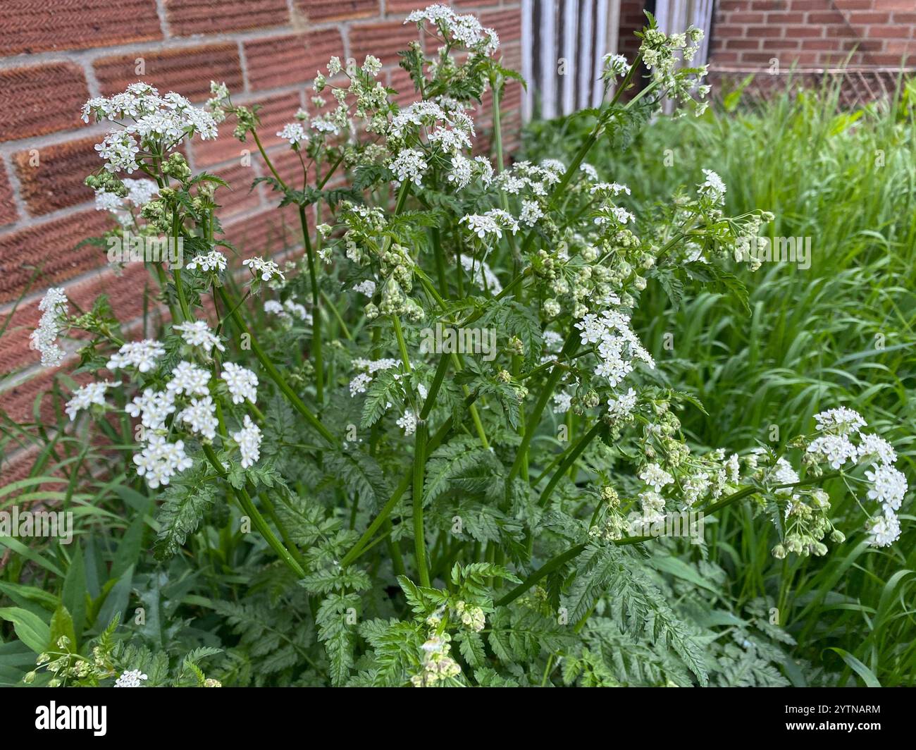 Cow Parsley (Anthriscus sylvestris Stock Photo - Alamy