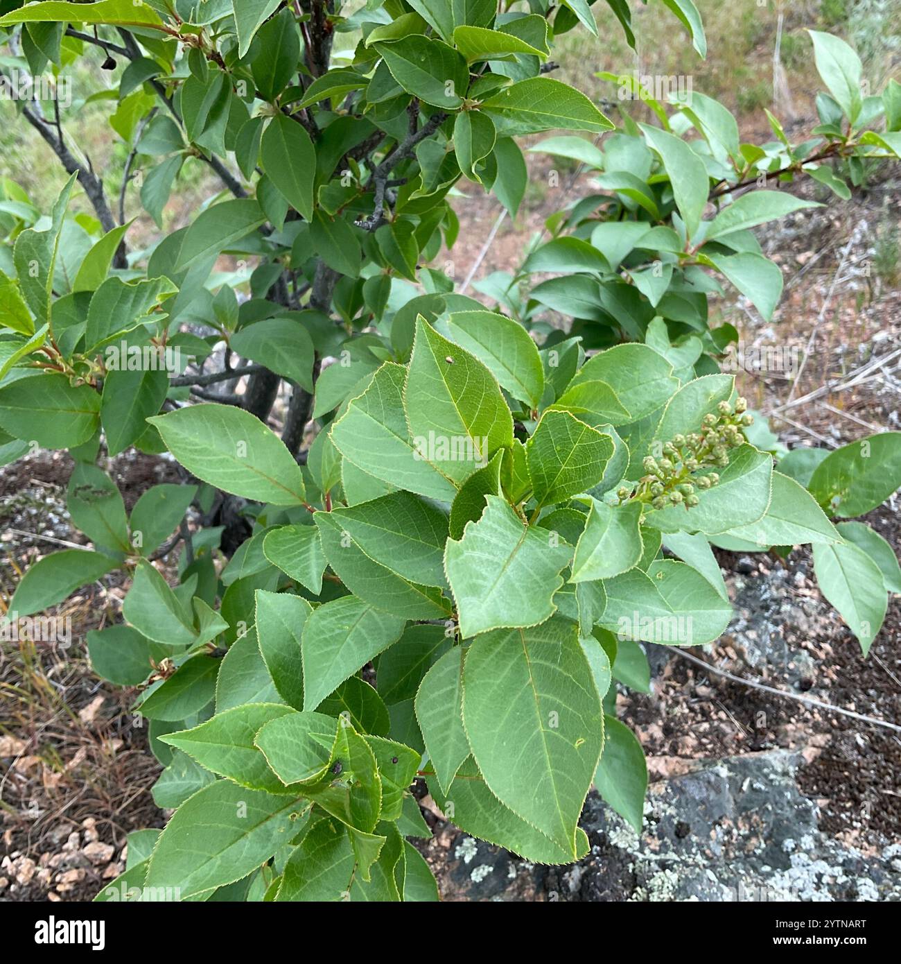chokecherry (Prunus virginiana Stock Photo - Alamy