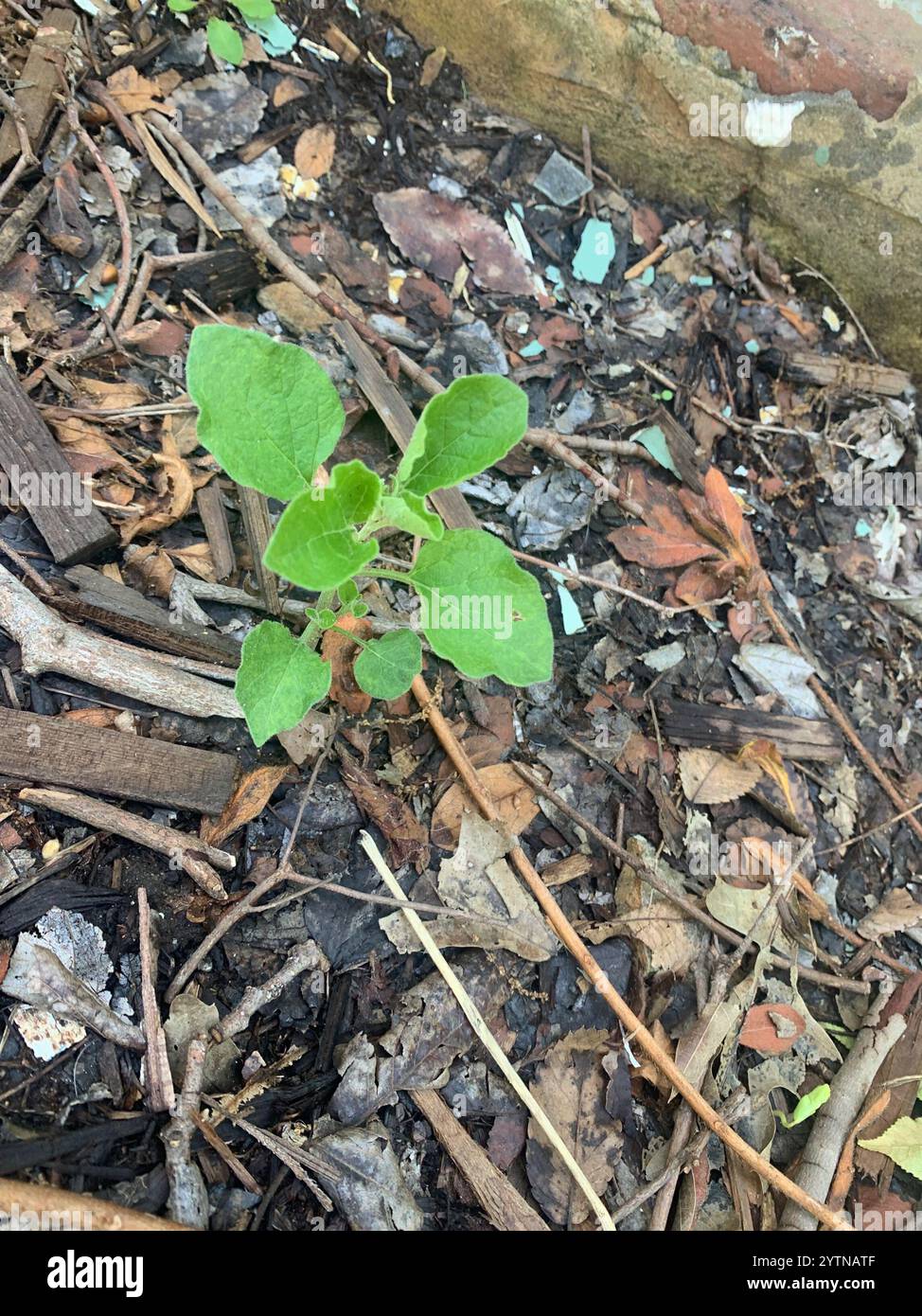 nightshade family (Solanaceae Stock Photo - Alamy