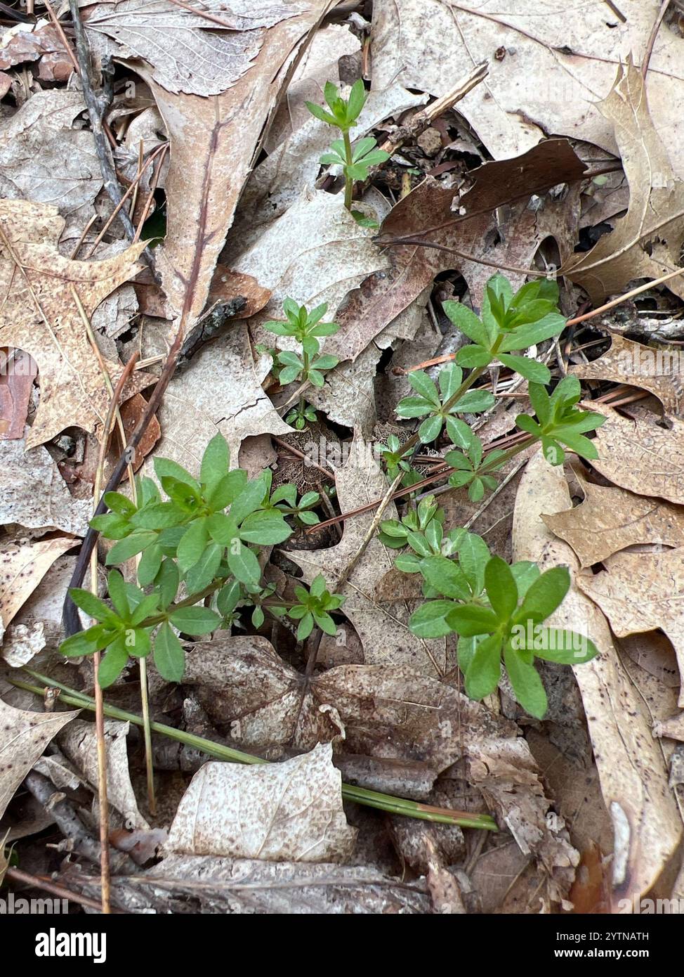 fragrant bedstraw (Galium triflorum Stock Photo - Alamy