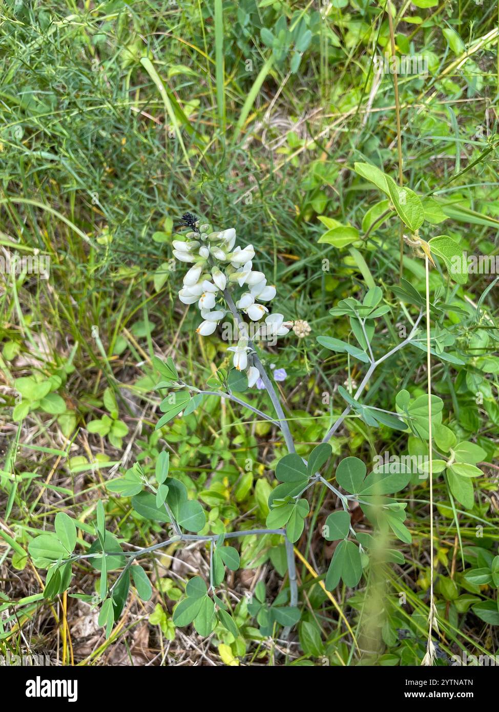 white wild indigo (Baptisia alba Stock Photo - Alamy