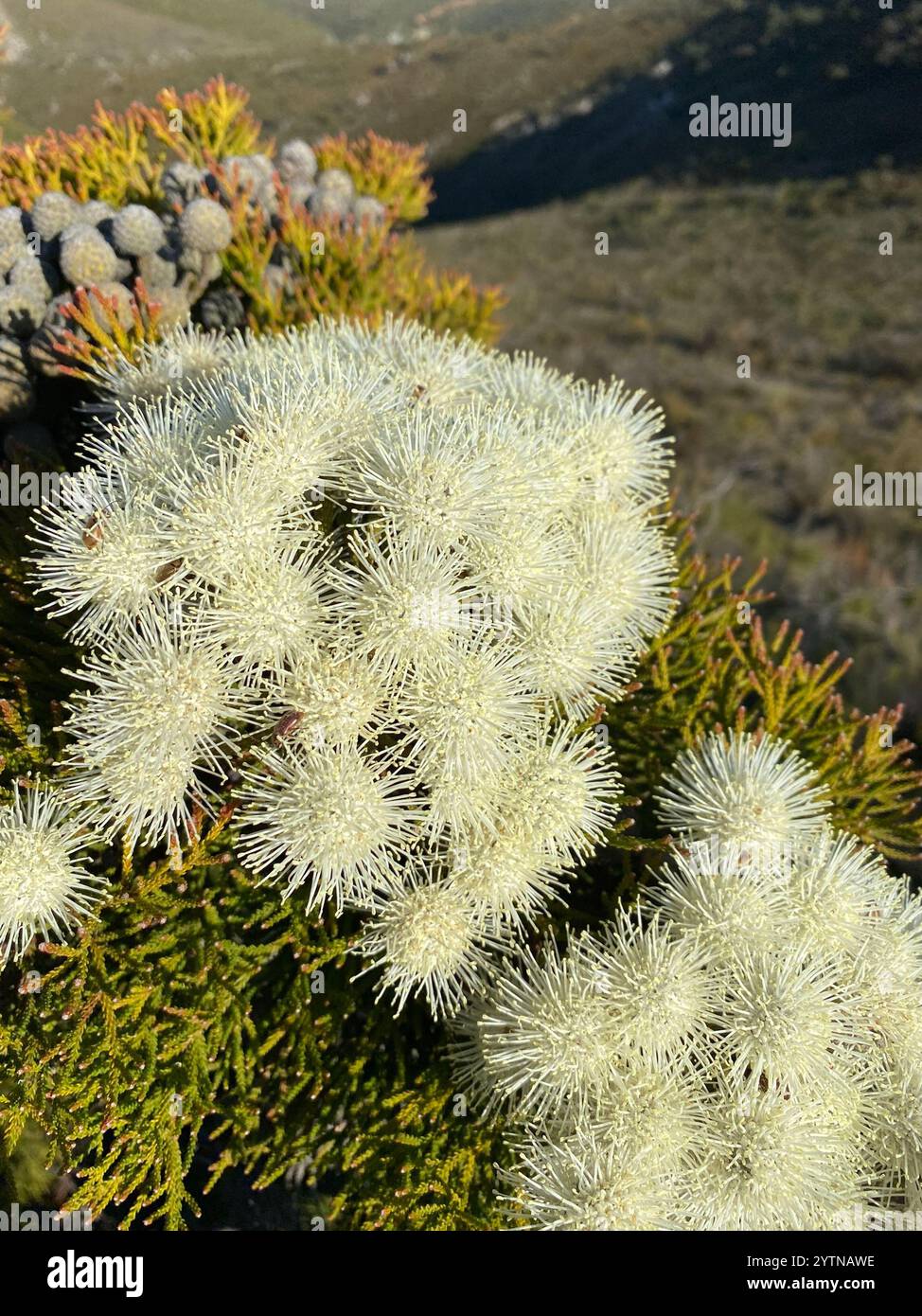 Cone Stompie (Brunia noduliflora Stock Photo - Alamy