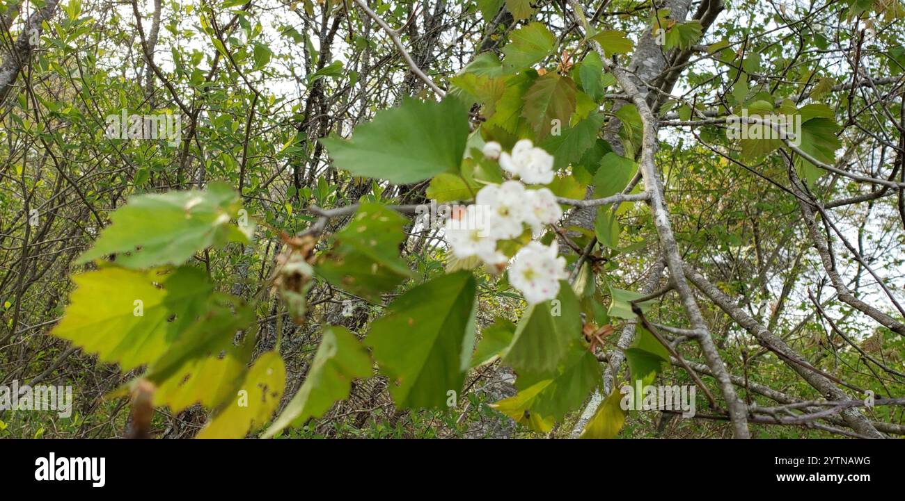 downy hawthorn (Crataegus mollis Stock Photo - Alamy