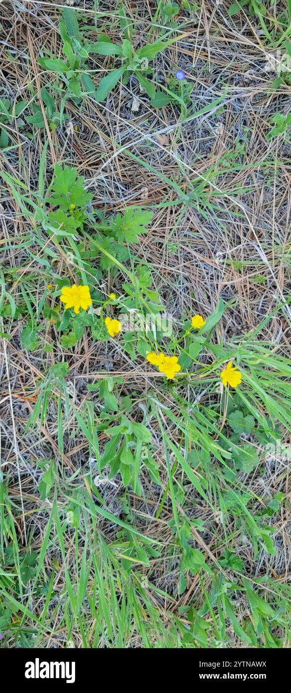 California buttercup (Ranunculus californicus Stock Photo - Alamy
