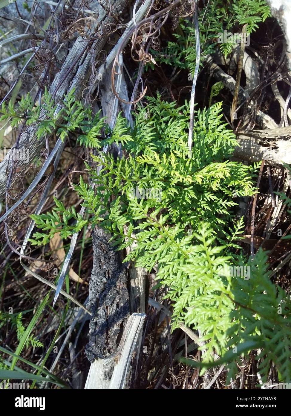 Rock Fern (Cheilanthes austrotenuifolia Stock Photo - Alamy