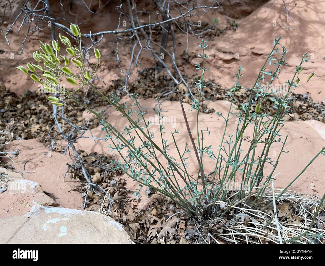 Utah Desertparsley (Lomatium parryi Stock Photo - Alamy