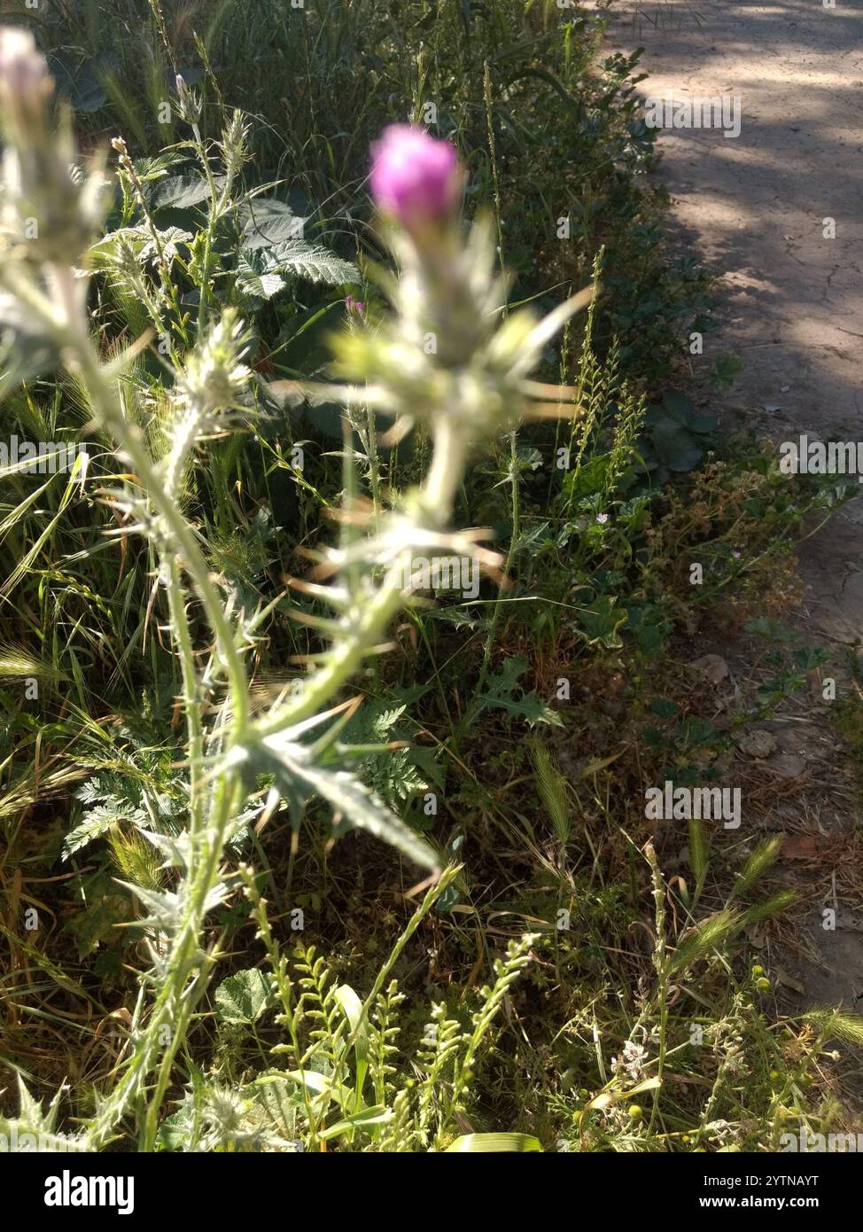 Italian thistle (Carduus pycnocephalus Stock Photo - Alamy