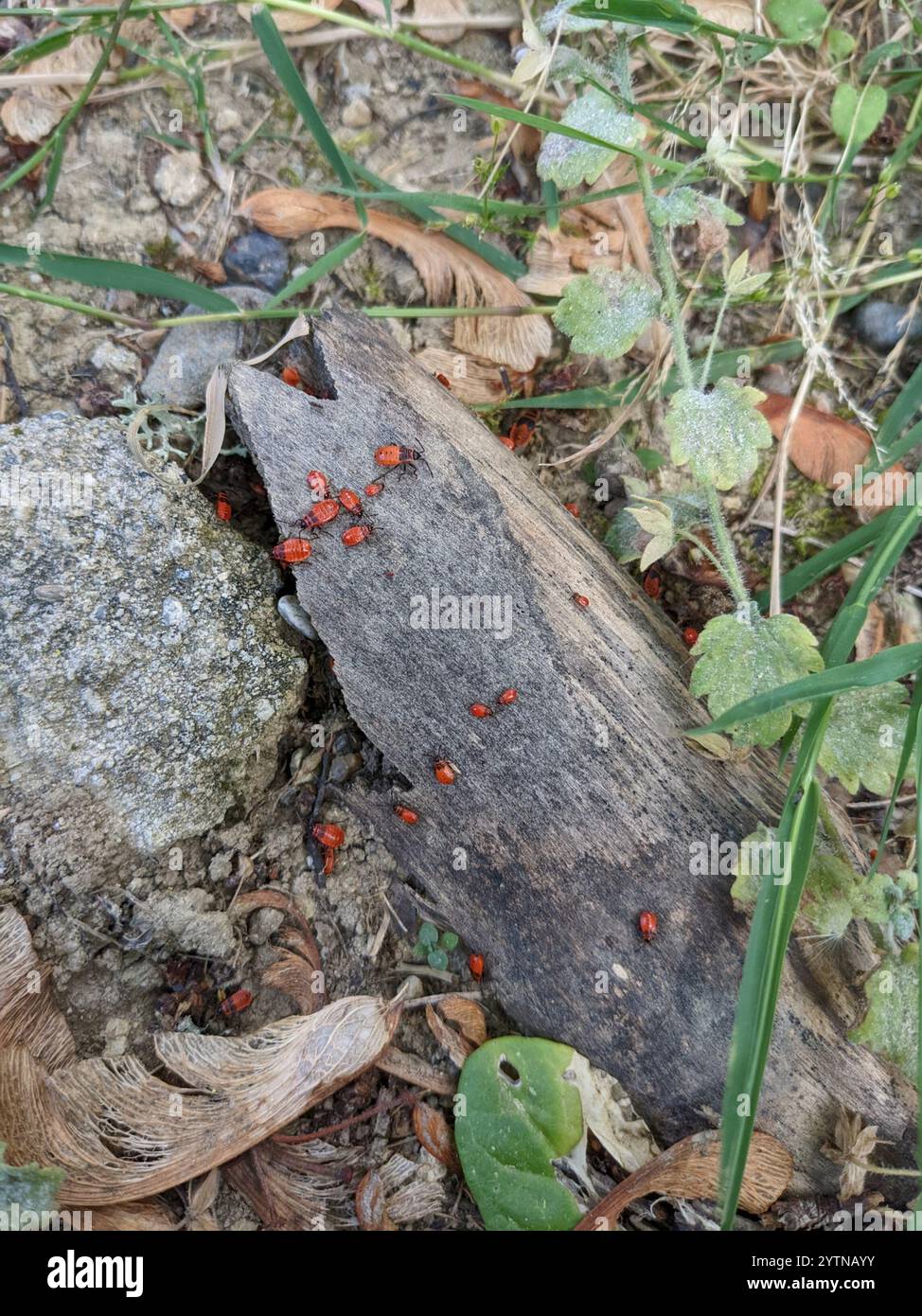 European Firebug (Pyrrhocoris apterus Stock Photo - Alamy