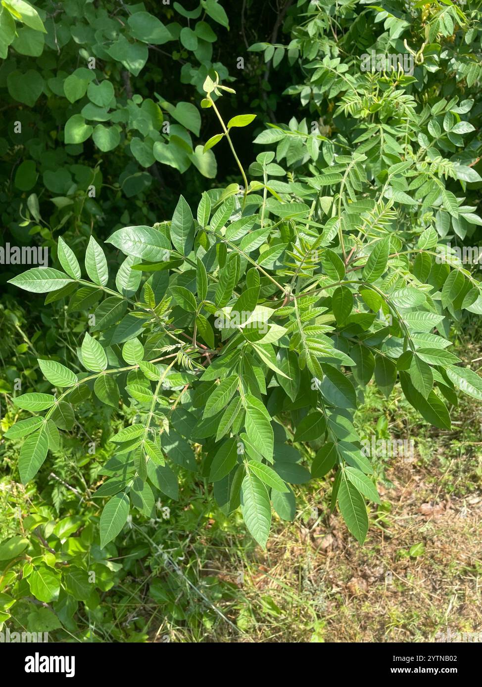 shining sumac (Rhus copallinum Stock Photo - Alamy