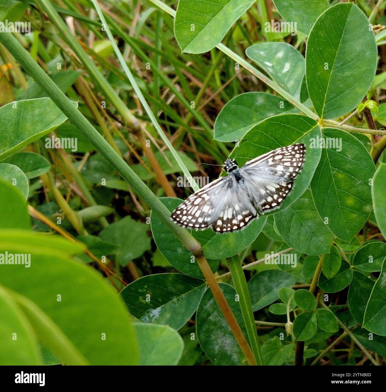 Orcus Checkered-Skipper (Burnsius orcus Stock Photo - Alamy