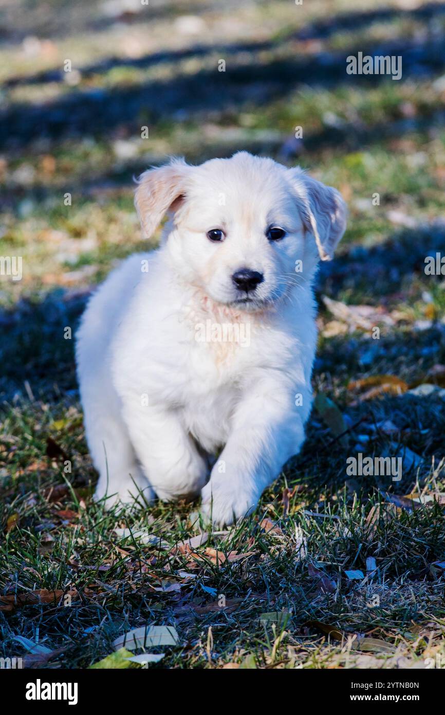 Platinum, or Cream colored seven week old Golden Retriever puppy ...