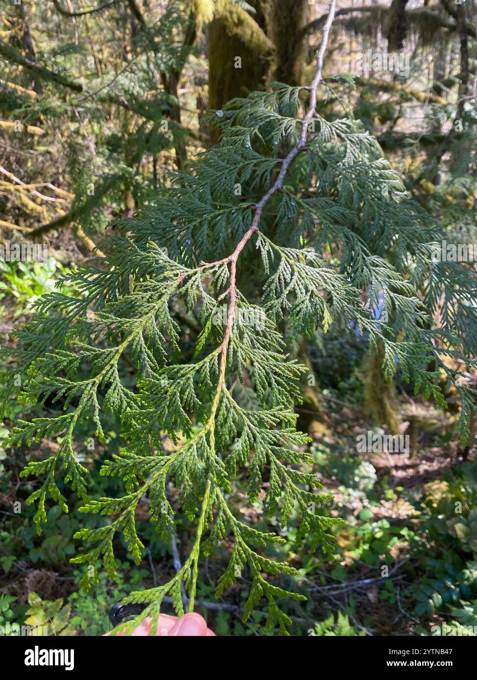 western redcedar (Thuja plicata Stock Photo - Alamy