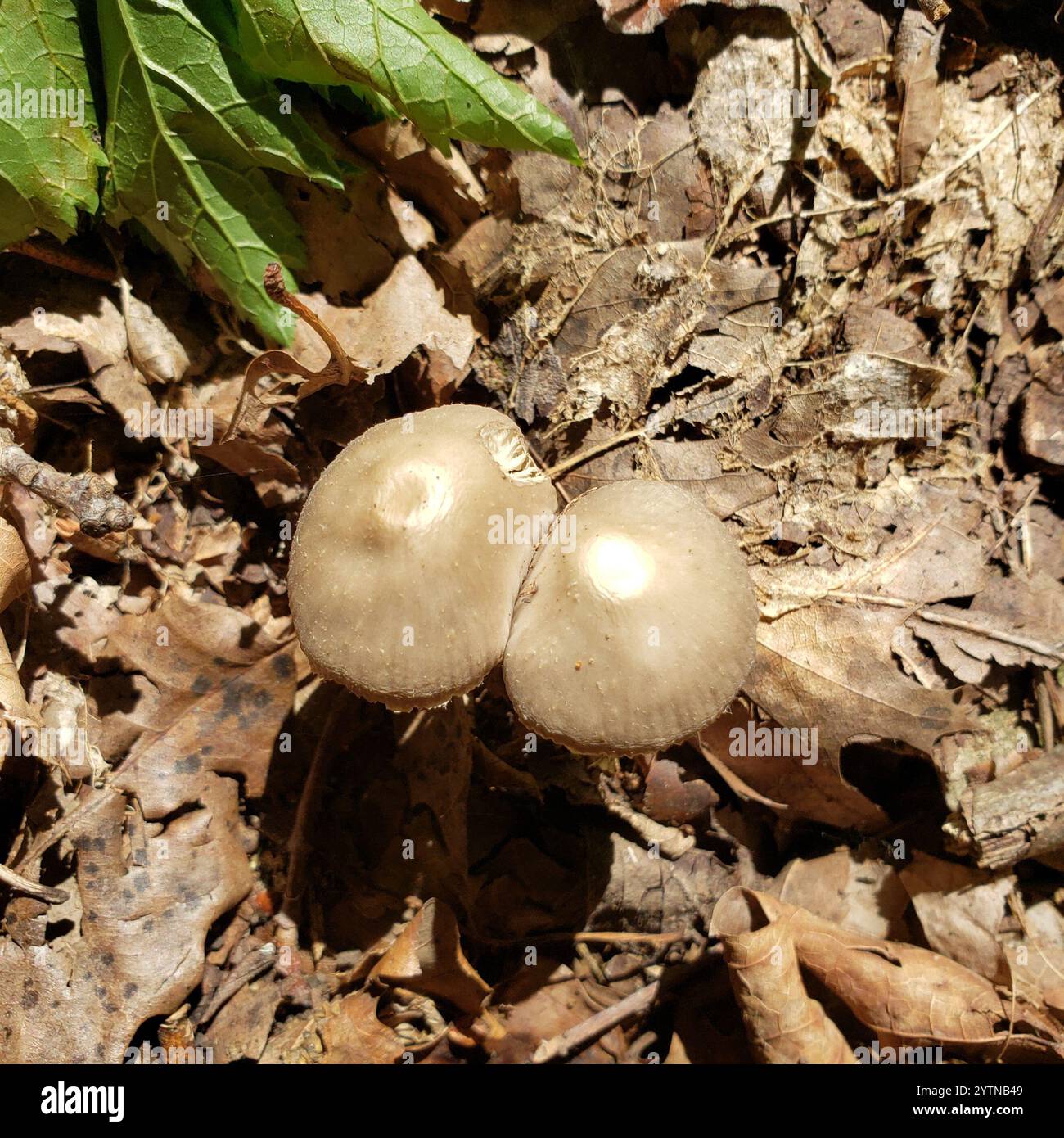 Maroon Brittlestem (Psathyrella bipellis Stock Photo - Alamy