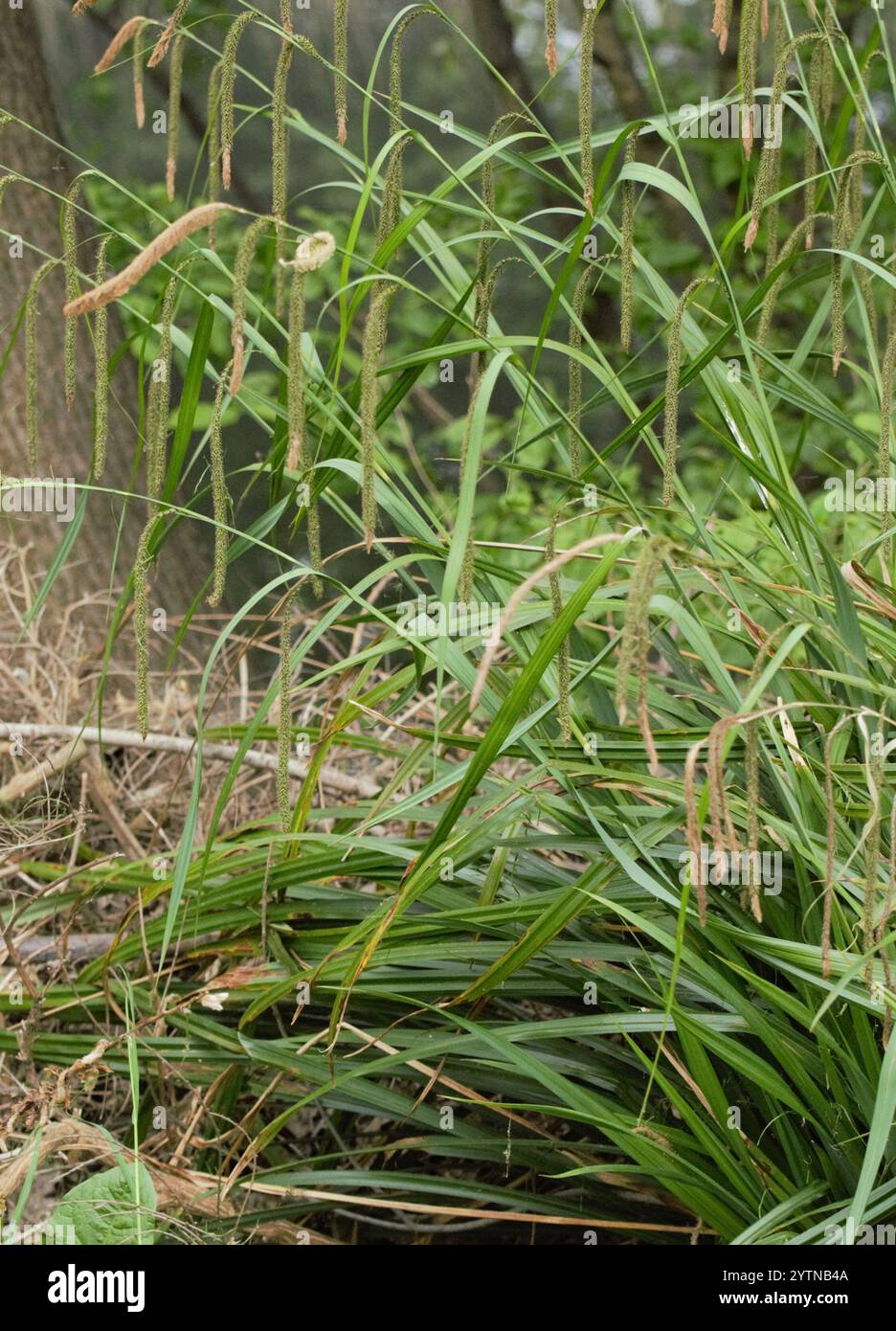 Hanging sedge (Carex pendula Stock Photo - Alamy