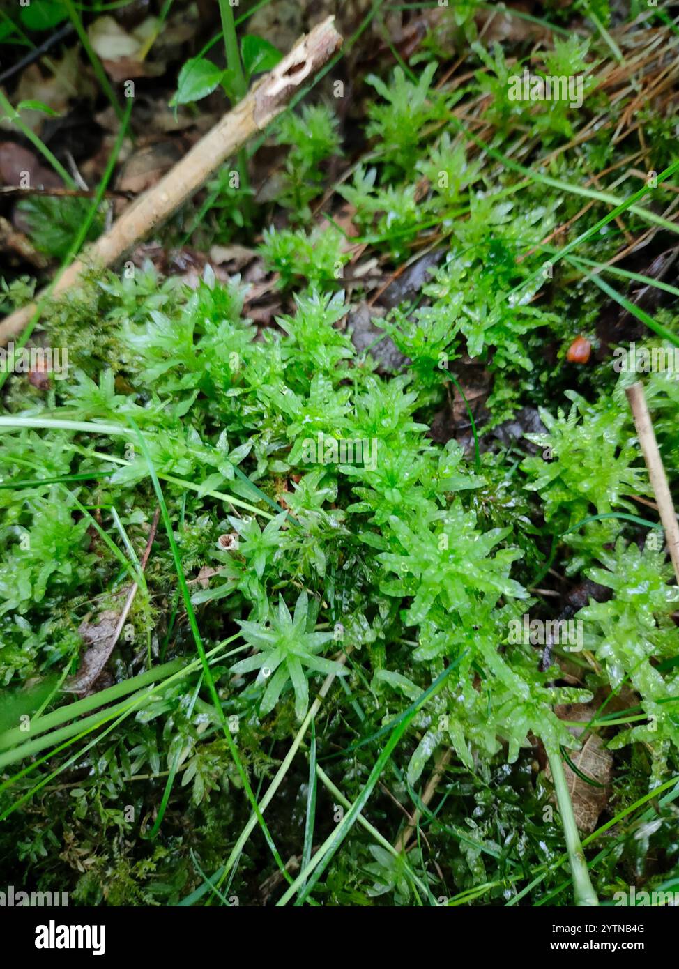 Palm-tree Moss (Plagiomnium undulatum Stock Photo - Alamy