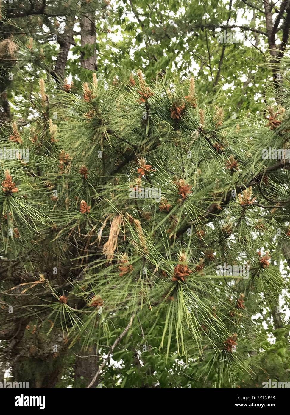pitch pine (Pinus rigida Stock Photo - Alamy