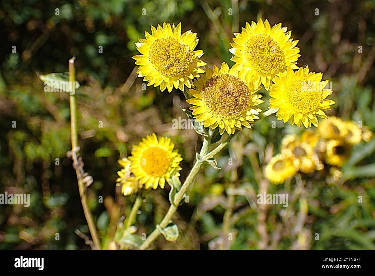Stinking Everlasting (Helichrysum foetidum Stock Photo - Alamy