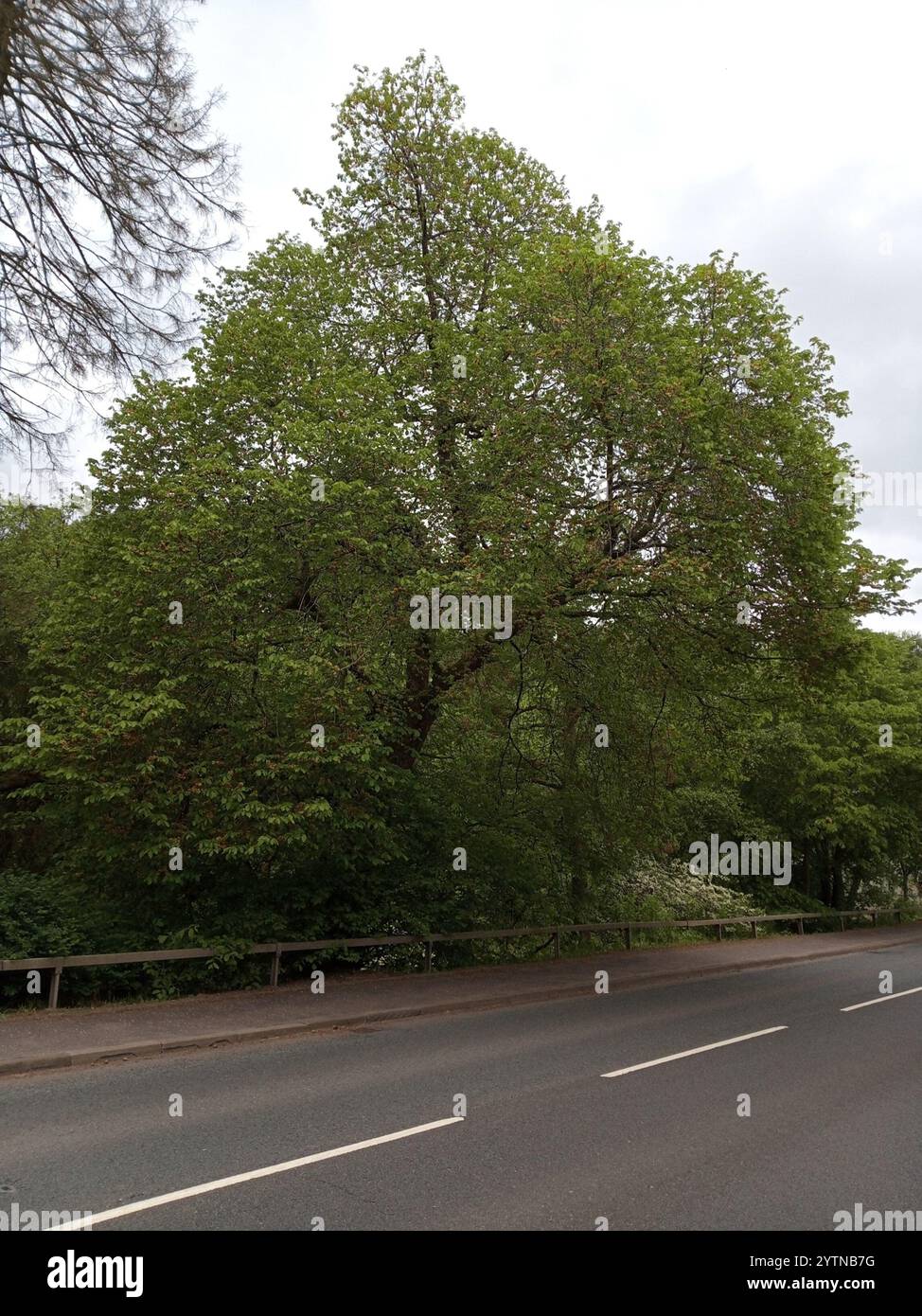 Wych Elm (Ulmus glabra Stock Photo - Alamy