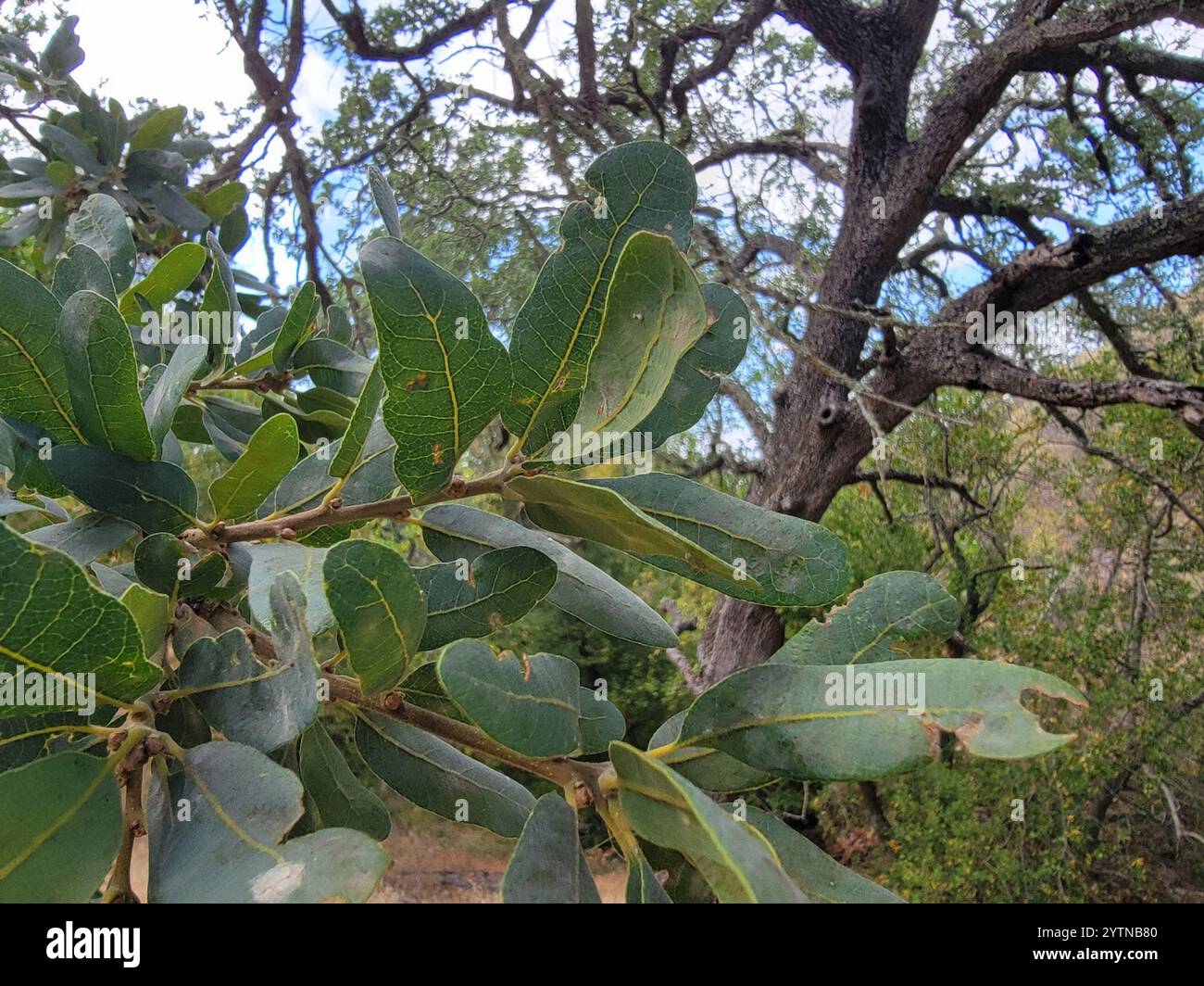 blue oak (Quercus douglasii Stock Photo - Alamy