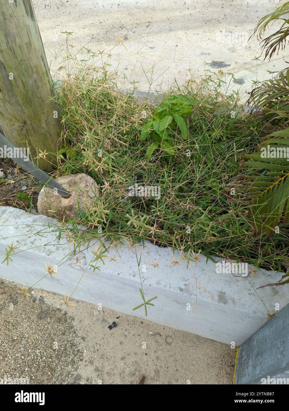 Durban Crowfoot (Dactyloctenium aegyptium Stock Photo - Alamy