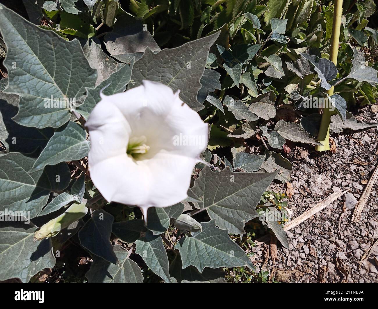 Devil's Trumpets (Datura Stock Photo - Alamy
