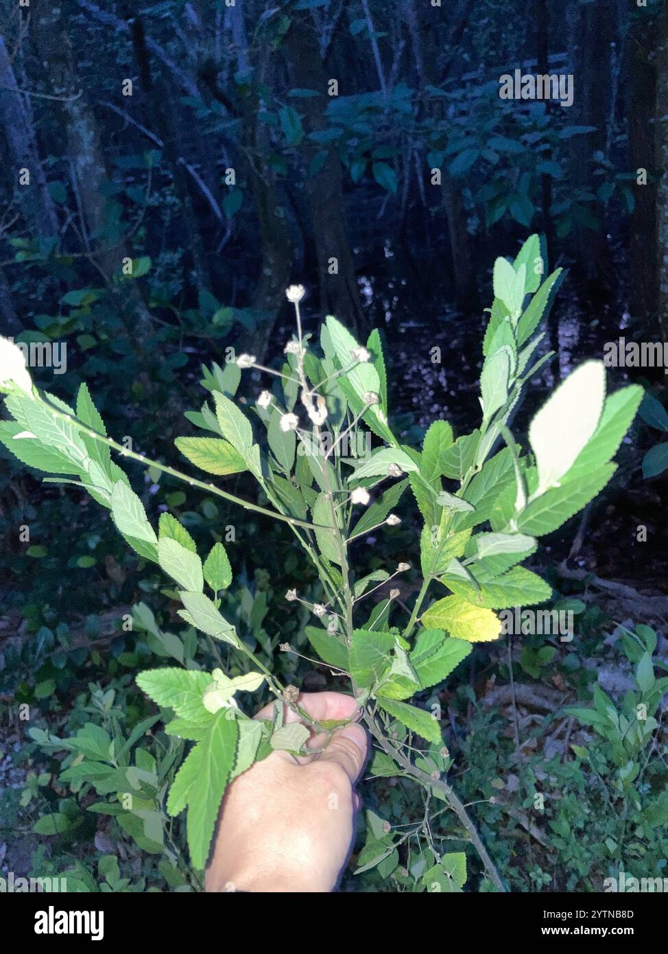 Cuban jute (Sida rhombifolia Stock Photo - Alamy