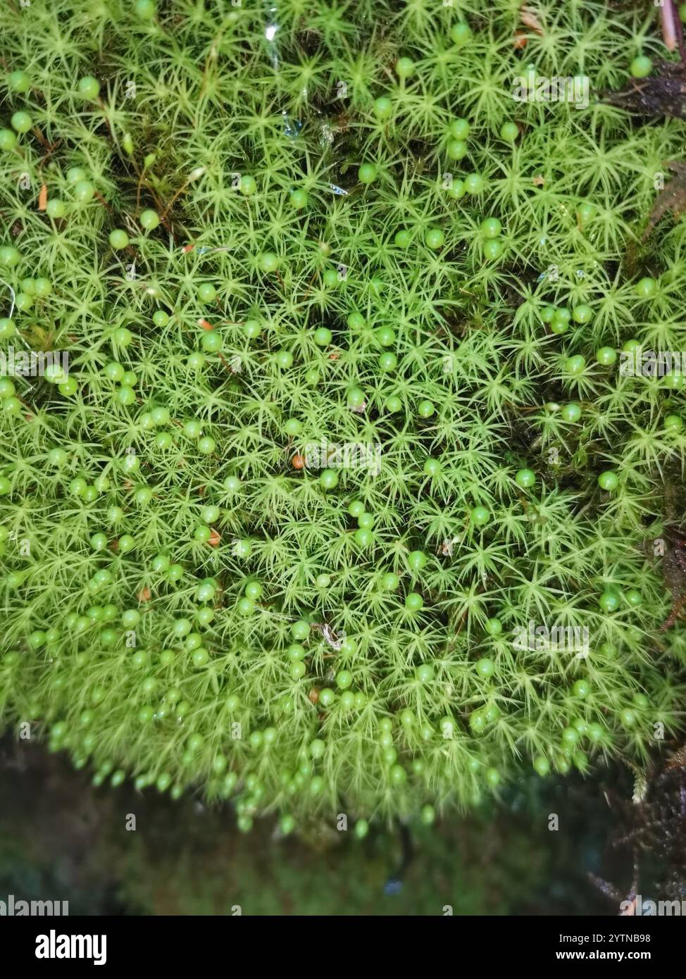 Common Apple-moss (Bartramia pomiformis Stock Photo - Alamy