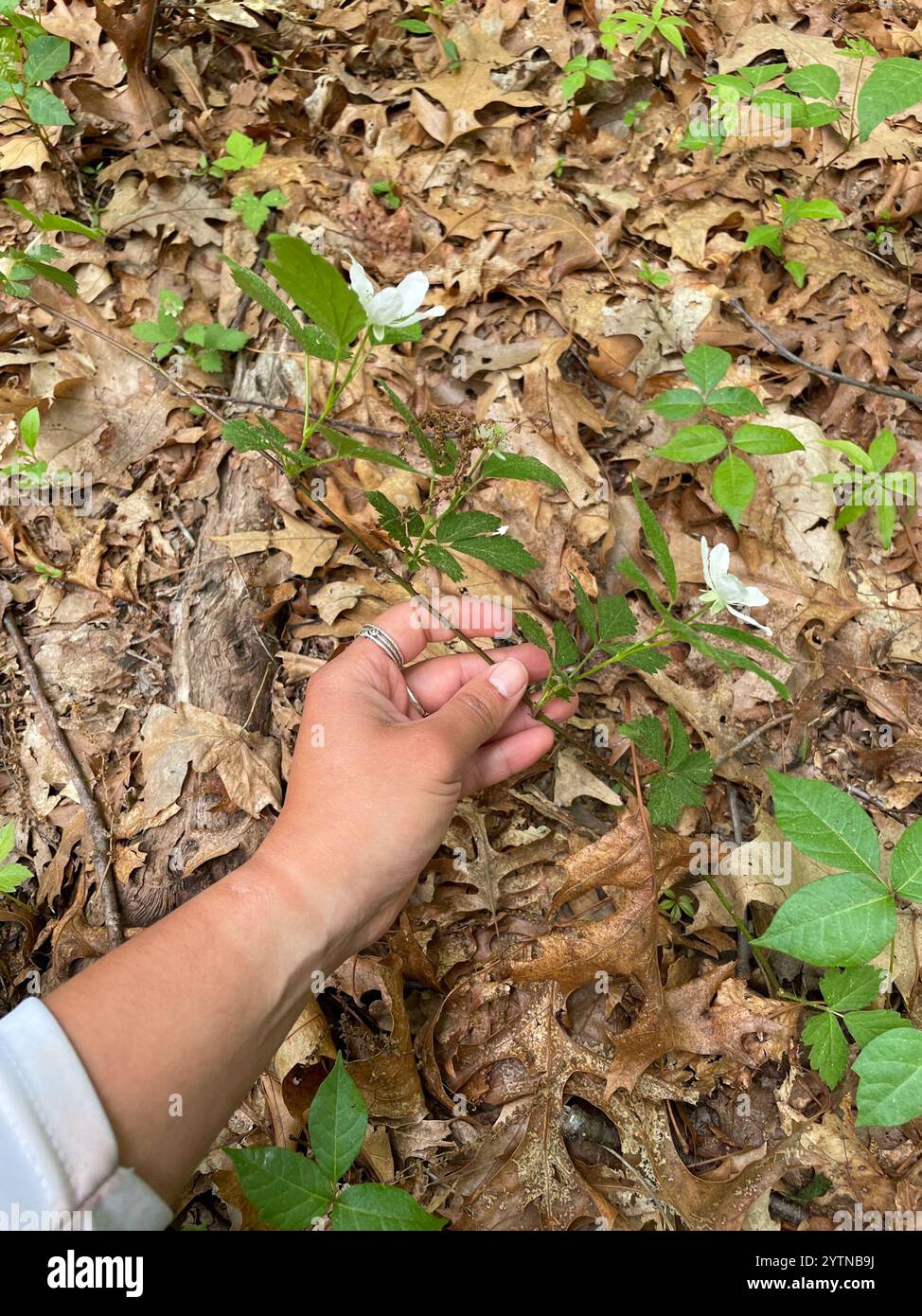 Common Dewberry (Rubus flagellaris Stock Photo - Alamy