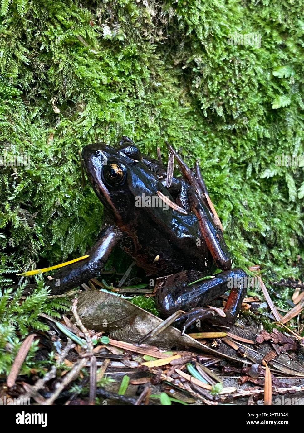Rana aurora aurora hi-res stock photography and images - Alamy