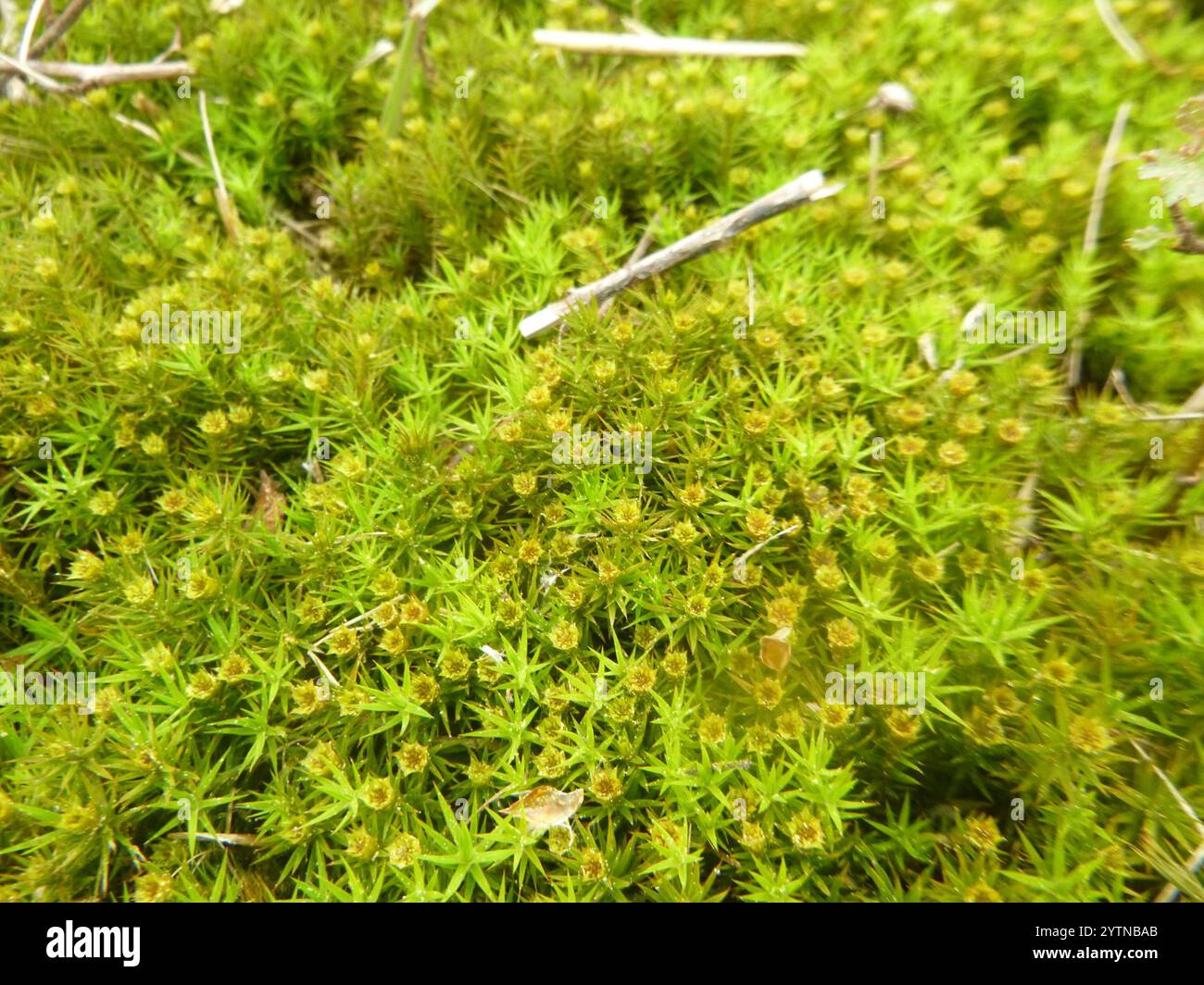 Bog haircap hi-res stock photography and images - Alamy