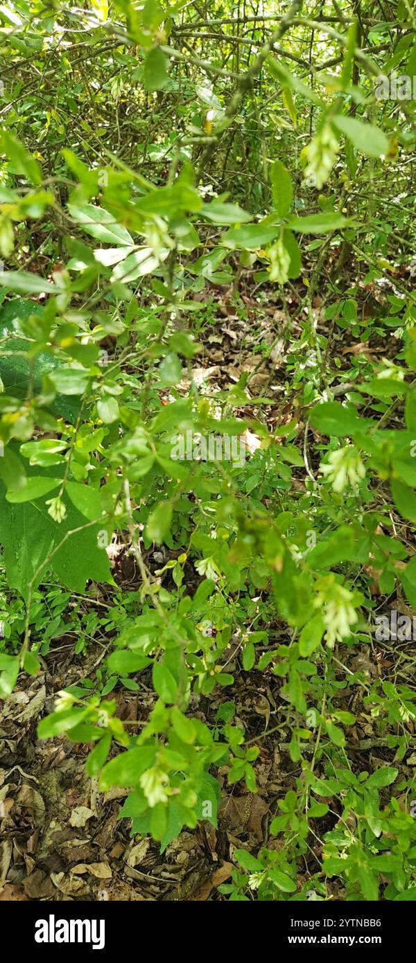 border privet (Ligustrum obtusifolium Stock Photo - Alamy