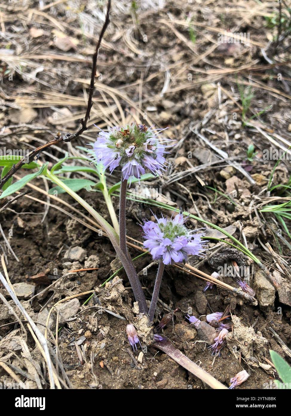 ballhead waterleaf (Hydrophyllum capitatum Stock Photo - Alamy