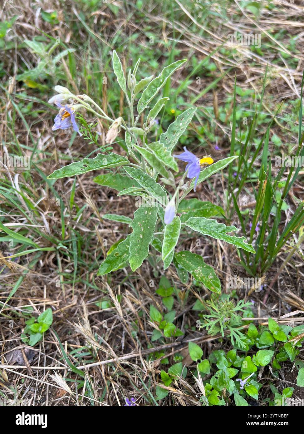 silverleaf nightshade (Solanum elaeagnifolium Stock Photo - Alamy