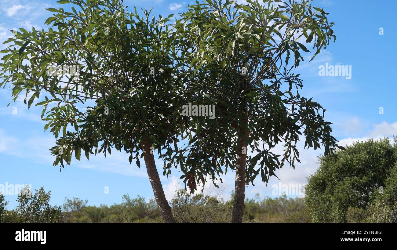Cabbage tree (Cussonia spicata Stock Photo - Alamy