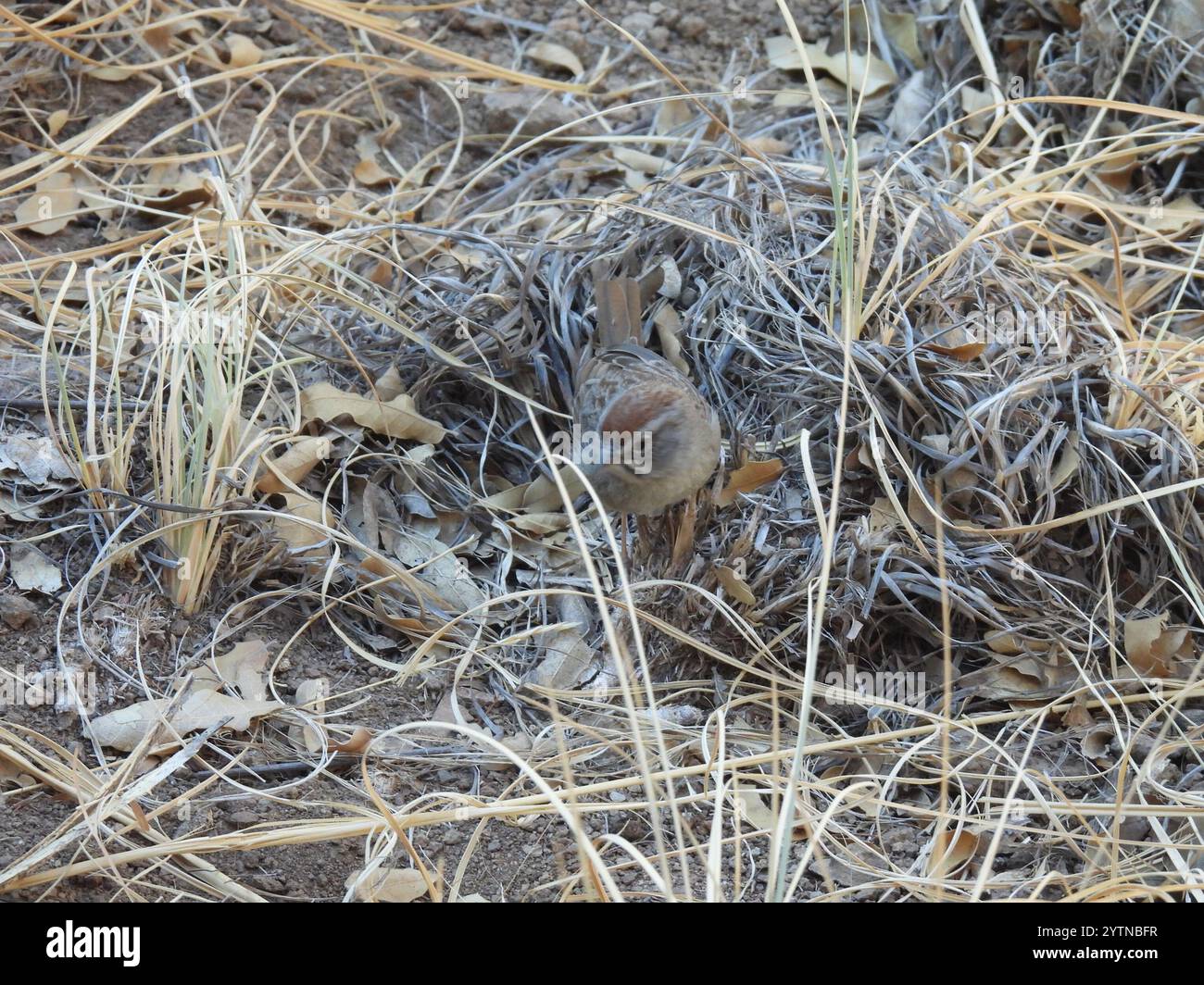 Rufous-crowned Sparrow (Aimophila ruficeps Stock Photo - Alamy