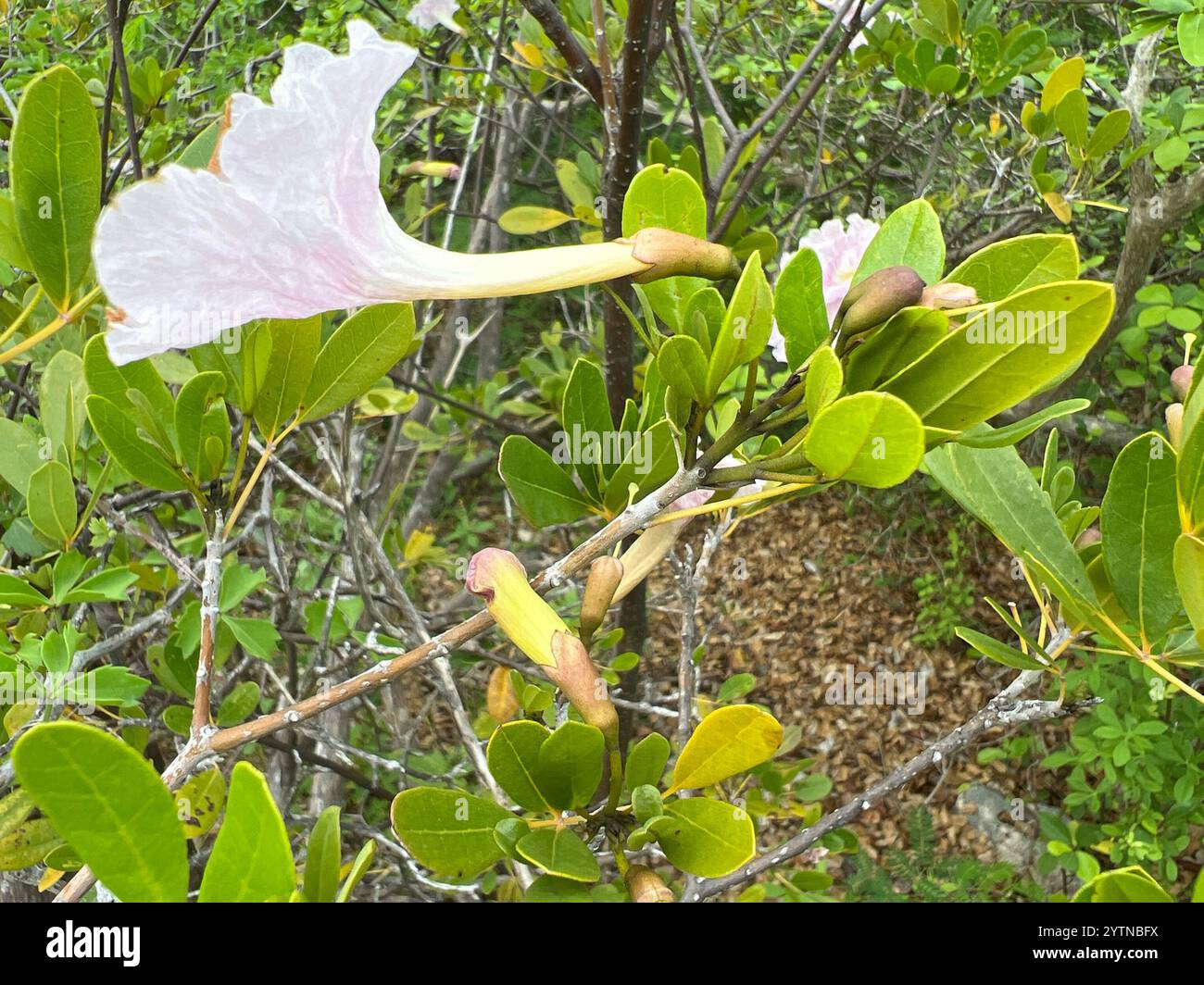 Pink Trumpet-tree (Tabebuia heterophylla Stock Photo - Alamy