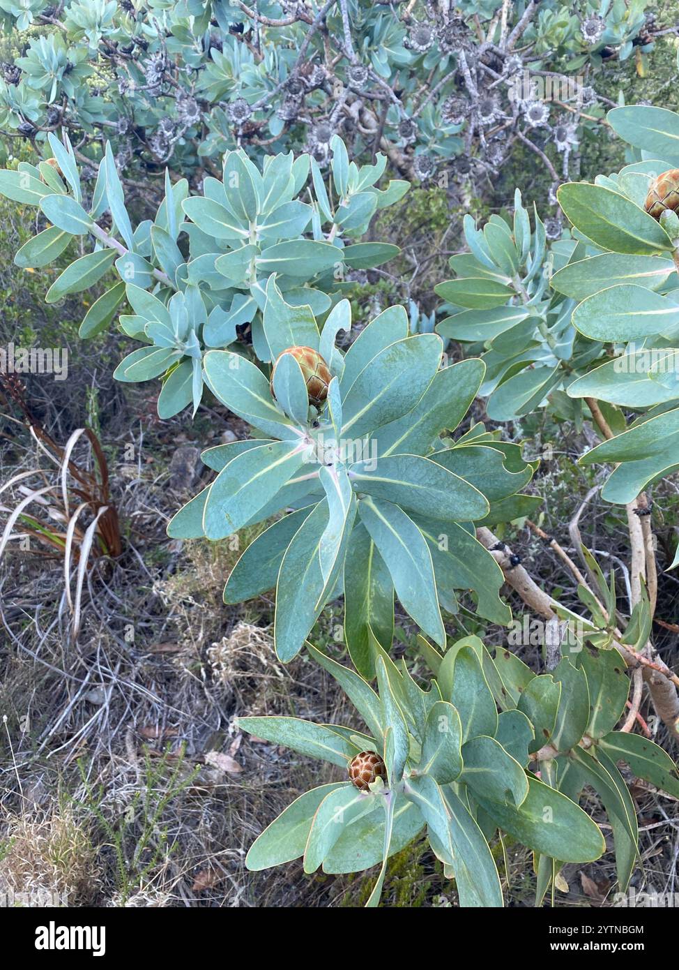 Wagon Tree (Protea nitida Stock Photo - Alamy