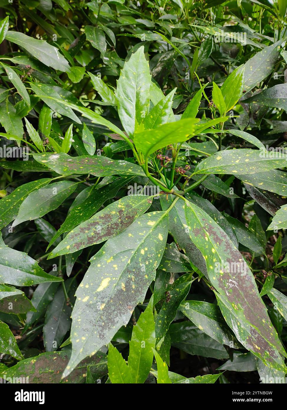 Japanese aucuba (Aucuba japonica Stock Photo - Alamy