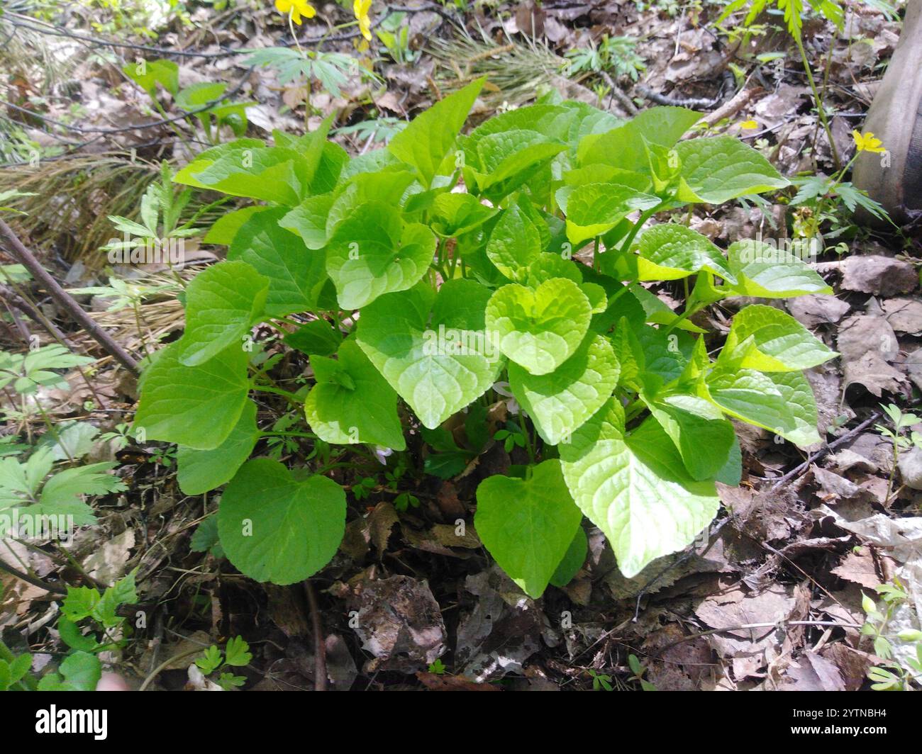 Broad-leaved Violet (Viola mirabilis Stock Photo - Alamy