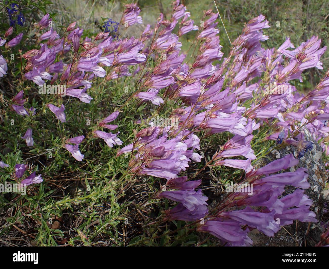 Bush Penstemon (Penstemon fruticosus Stock Photo - Alamy