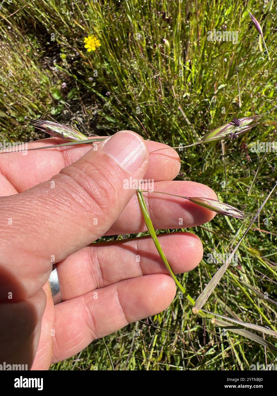 California oatgrass (Danthonia californica Stock Photo - Alamy