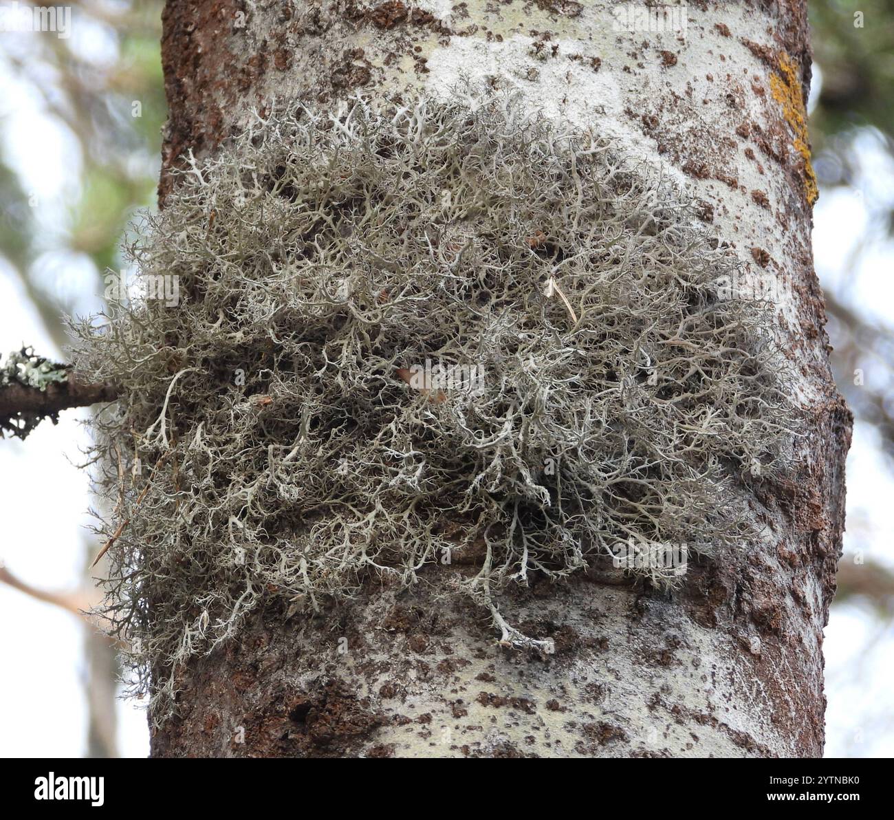Great Ciliated Lichen (Anaptychia ciliaris Stock Photo - Alamy