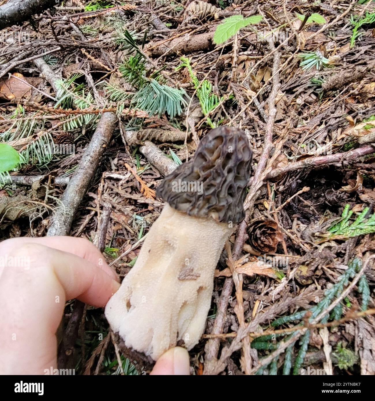 true morels (Morchella Stock Photo - Alamy