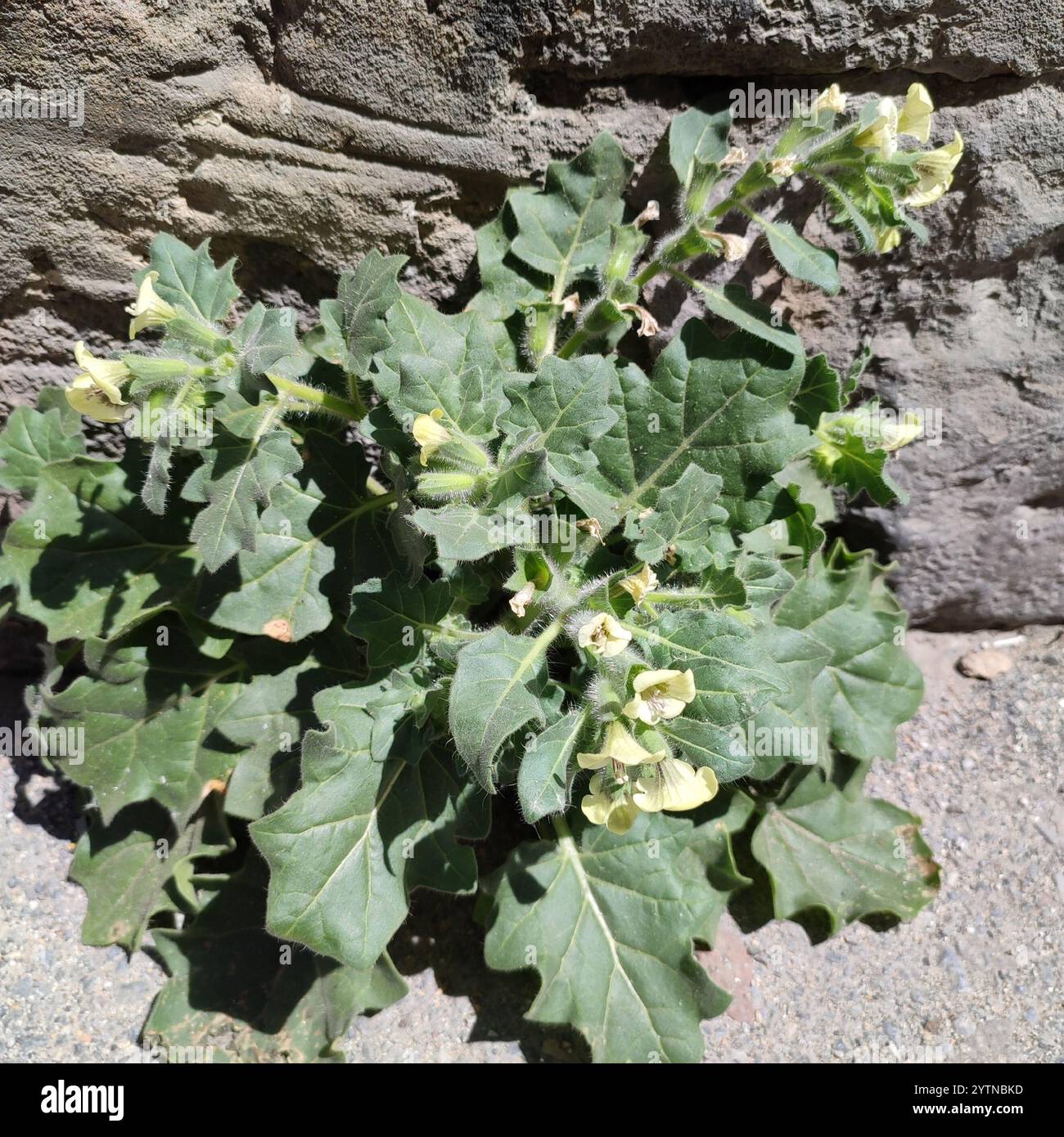 white henbane (Hyoscyamus albus Stock Photo - Alamy